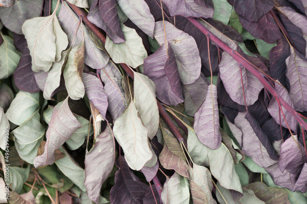dried Cotinus coggygria (smoke tree) branches and leaves on the ground ...