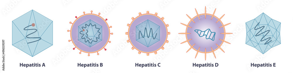 Five main types of viruses cause hepatitis: hepatitisviruses A (HAV), B ...