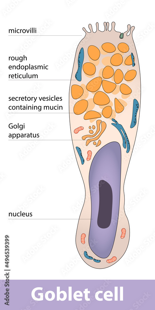 Detailed scheme of mucus-secreting goblet cell structure. Stock Vector ...