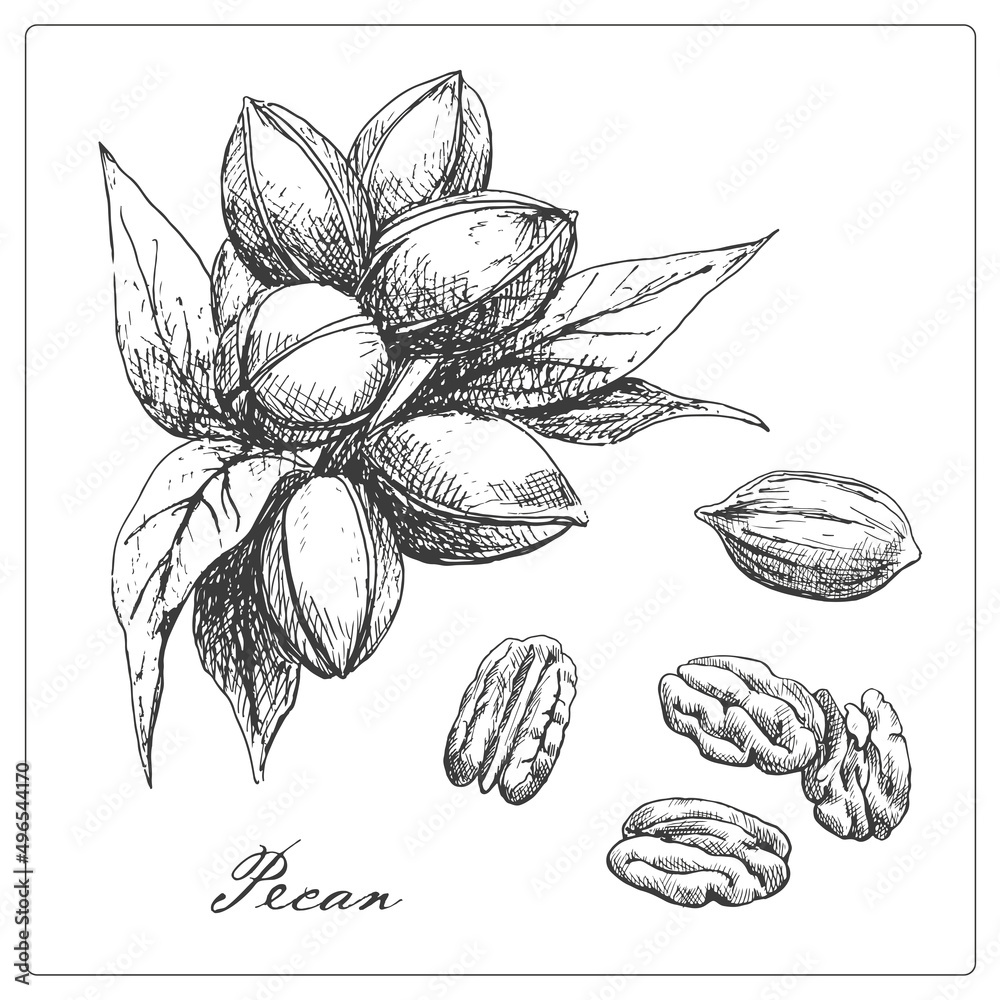 Set pecan nut branch and fruit. Hand drawn sketch.Vector graphic ...