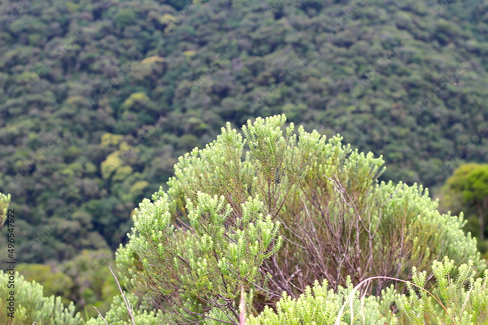 Arbusto com muita natureza ao fundo, arbusto no alto do morro, aventura ...