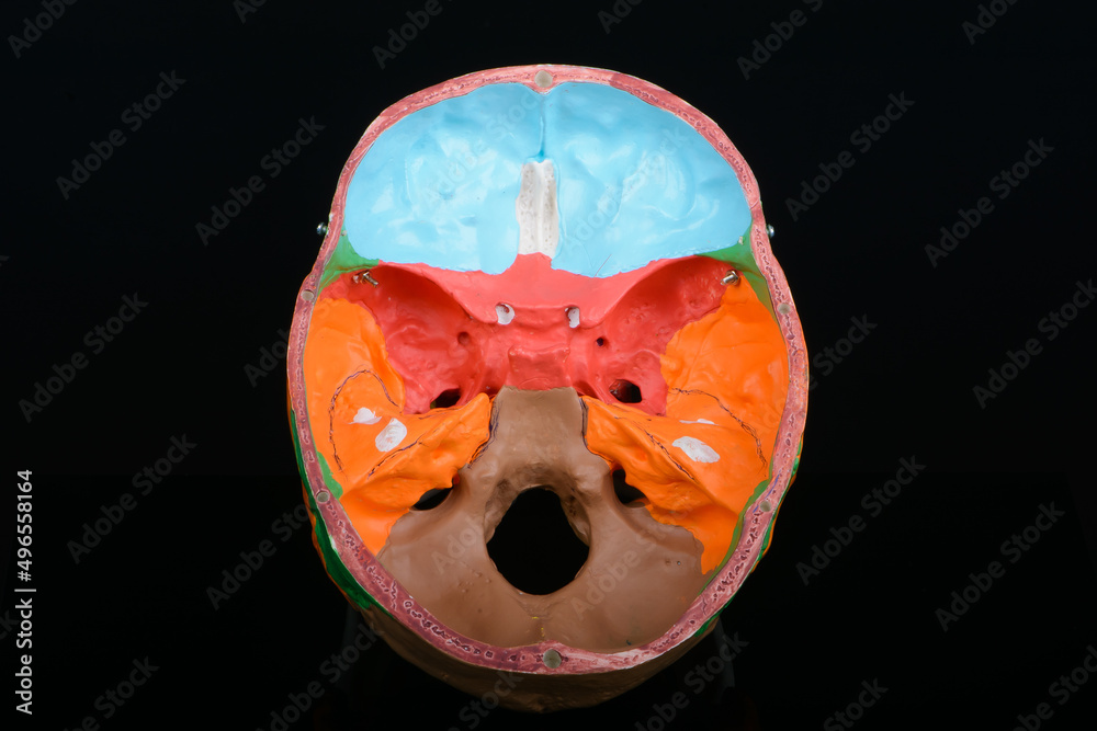 Inside top view of coloured plastic educational model of a human skull ...