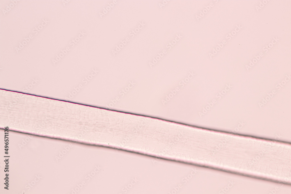 Characteristics of Hair cell of human under microscope view for ...