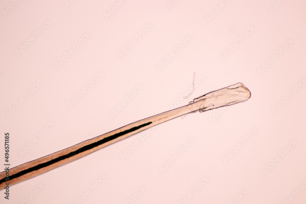 Characteristics of Hair cell of human under microscope view for ...