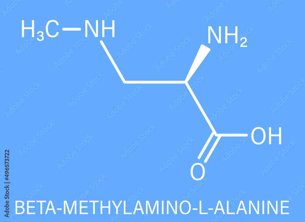 beta-Methylamino-L-alanine (BMAA) toxic amino acid molecule. Produced ...