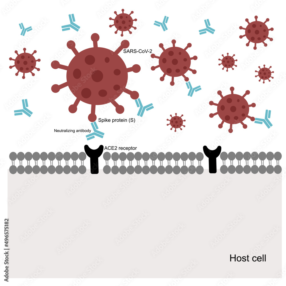 The specific binding between Spike (RBD region) protein of SARS-CoV-2 ...