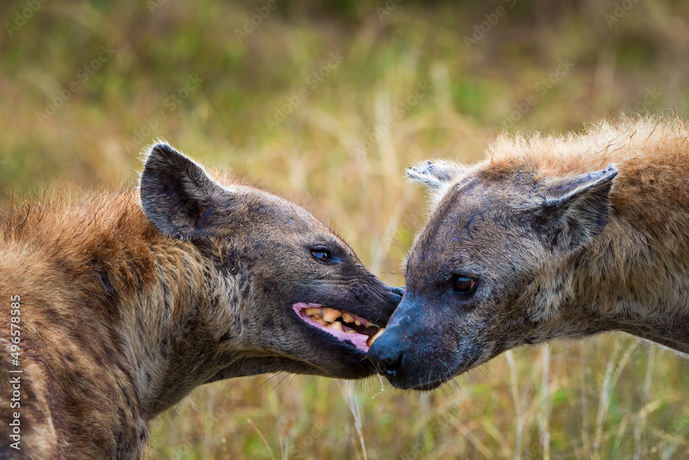 Spotted hyena or laughing hyena (Crocuta crocuta) showing submissive ...