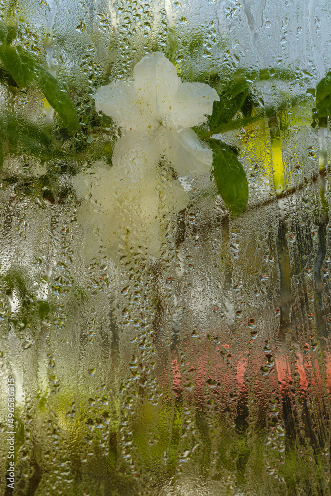 Greenhouse window covered with water droplets. Water condensation on ...
