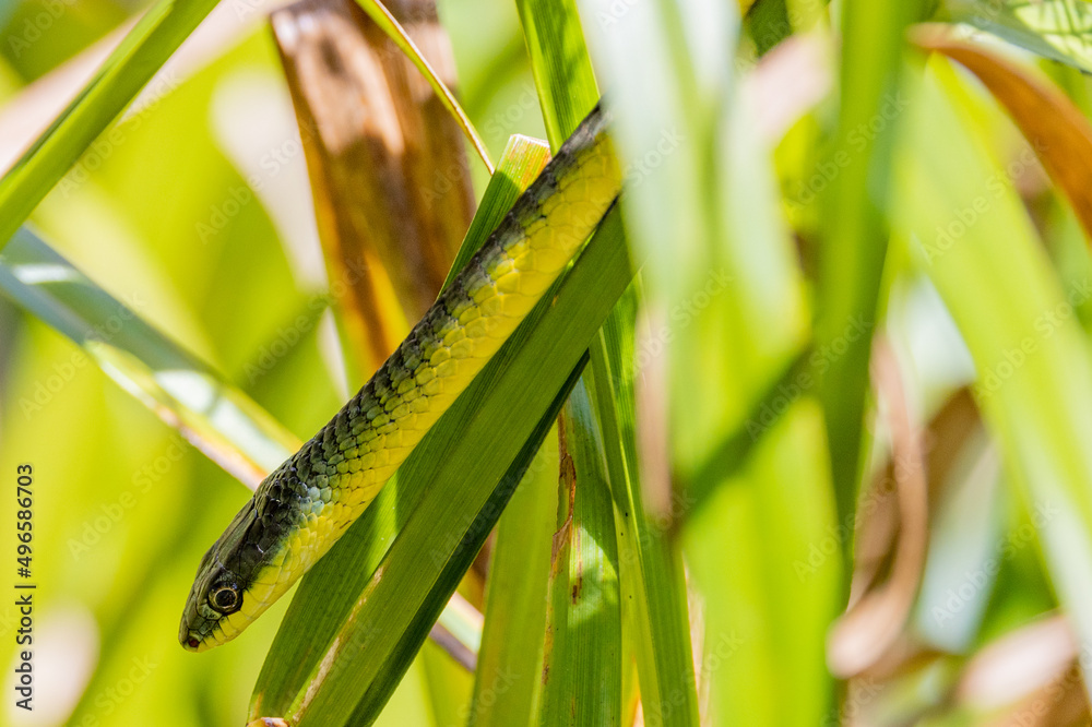 Australian Green Tree Snake in Queensland Australia Stock-Foto | Adobe ...