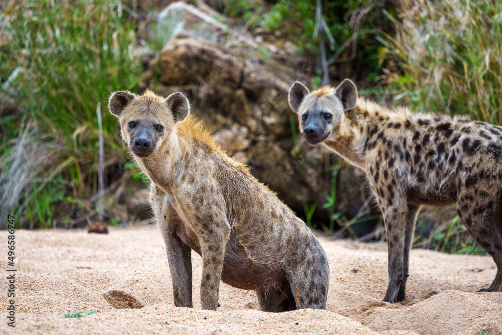 Spotted hyena or laughing hyena (Crocuta crocuta). Kruger National Park ...