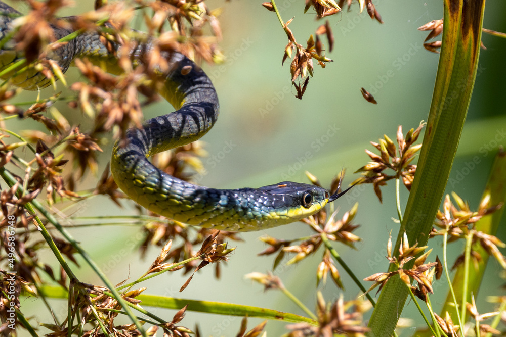 Australian Green Tree Snake in Queensland Australia Stock-Foto | Adobe ...