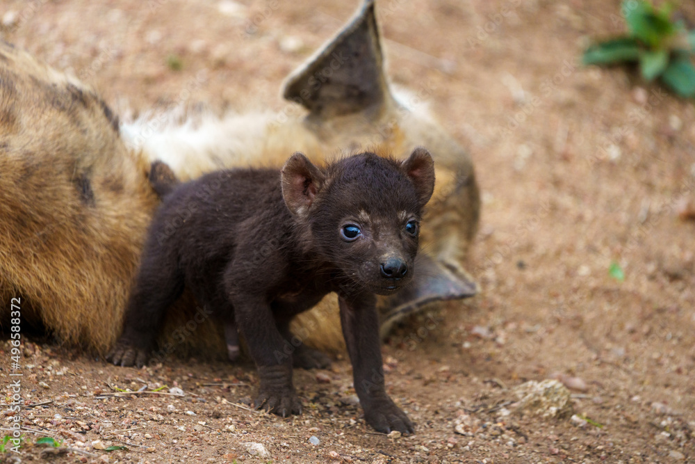 Spotted hyena or laughing hyena (Crocuta crocuta) cub with its mother ...