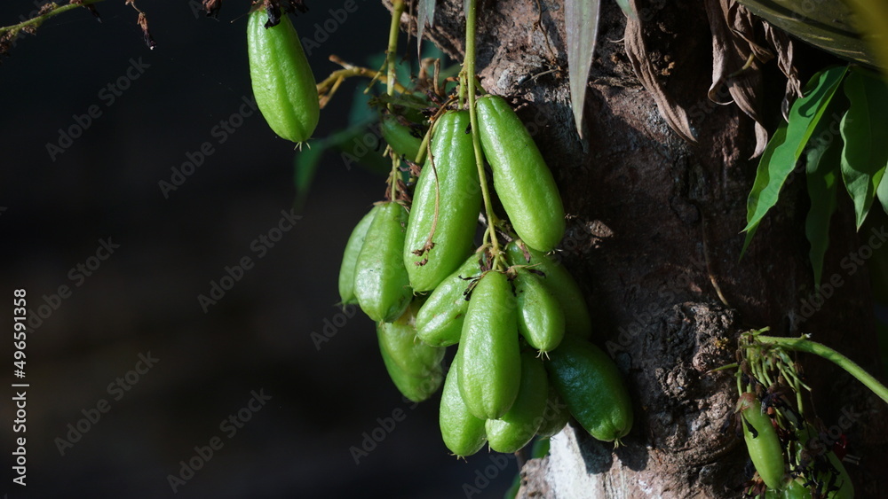 Averrhoa bilimbi is a common fruit seen in Kerala. Irumbampuli and ...