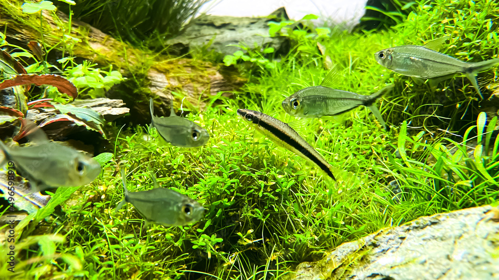 Costae Tetra (Moenkhausia costaea) with Siamese Algae-eater ...