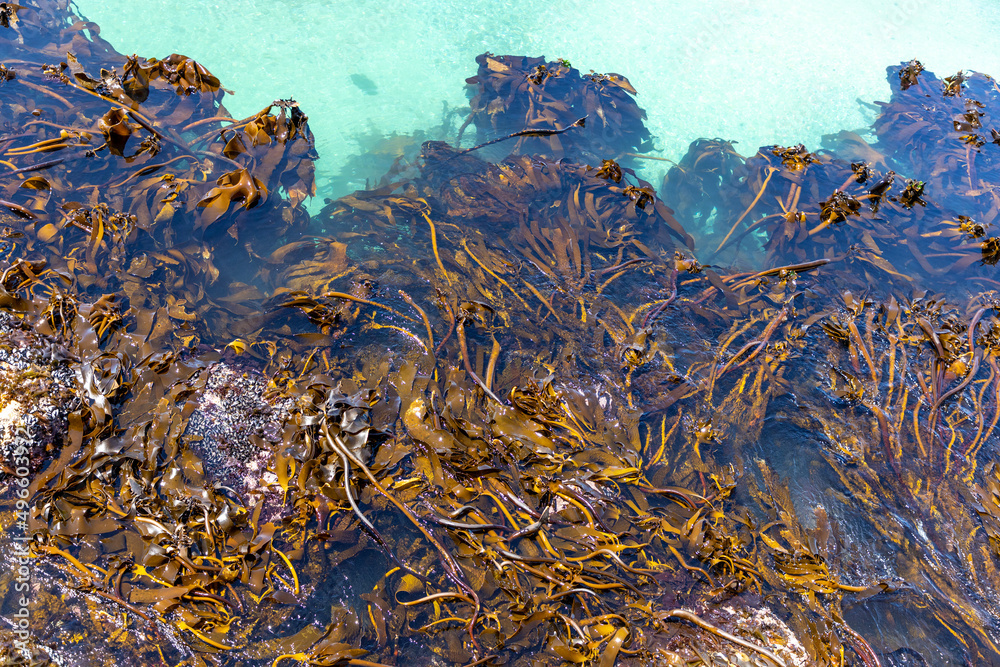 Sea kelp in clear ocean water. Some of the kelp are submerged and some ...