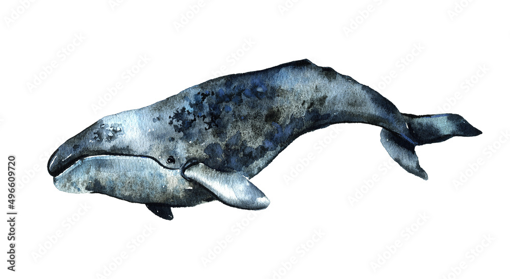 Watercolor Gray whale isolated on white background. Cute cartoon ...