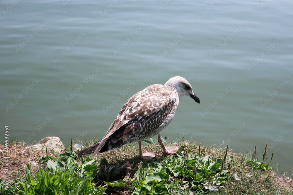 Bébé goéland prêt à plonger, Lac de Ty Colo, Saint-Renan, Finistère ...
