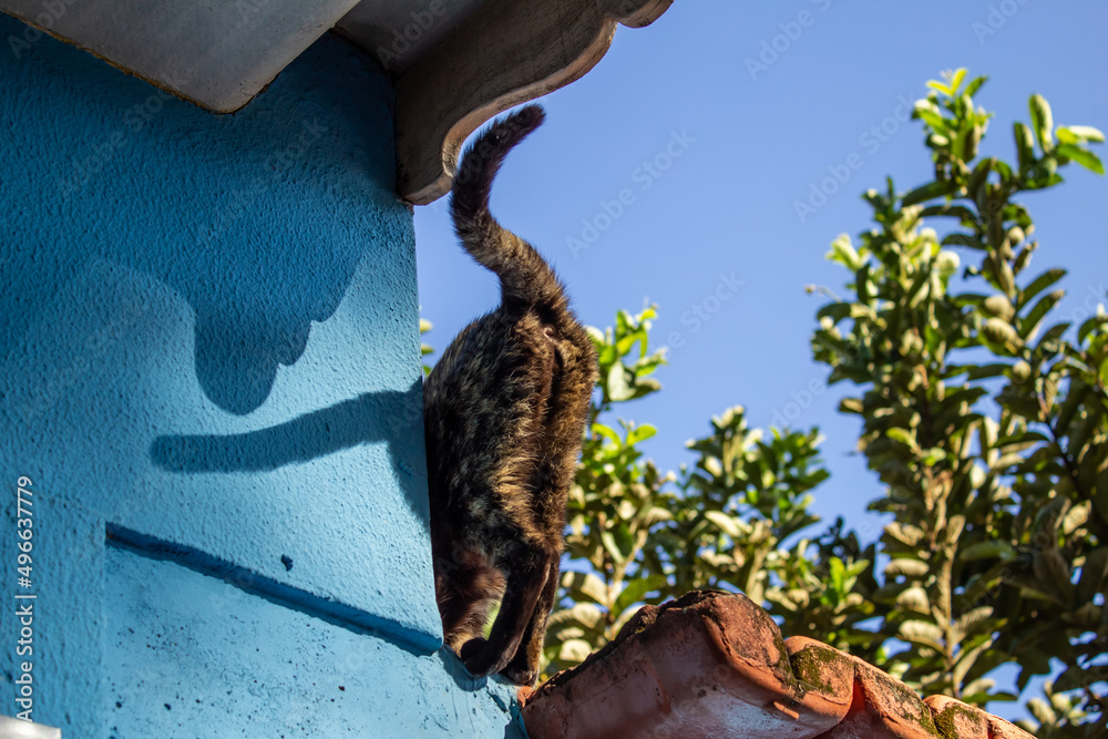 Cauda de um gato que está de costas andando por cima do muro. Stock ...