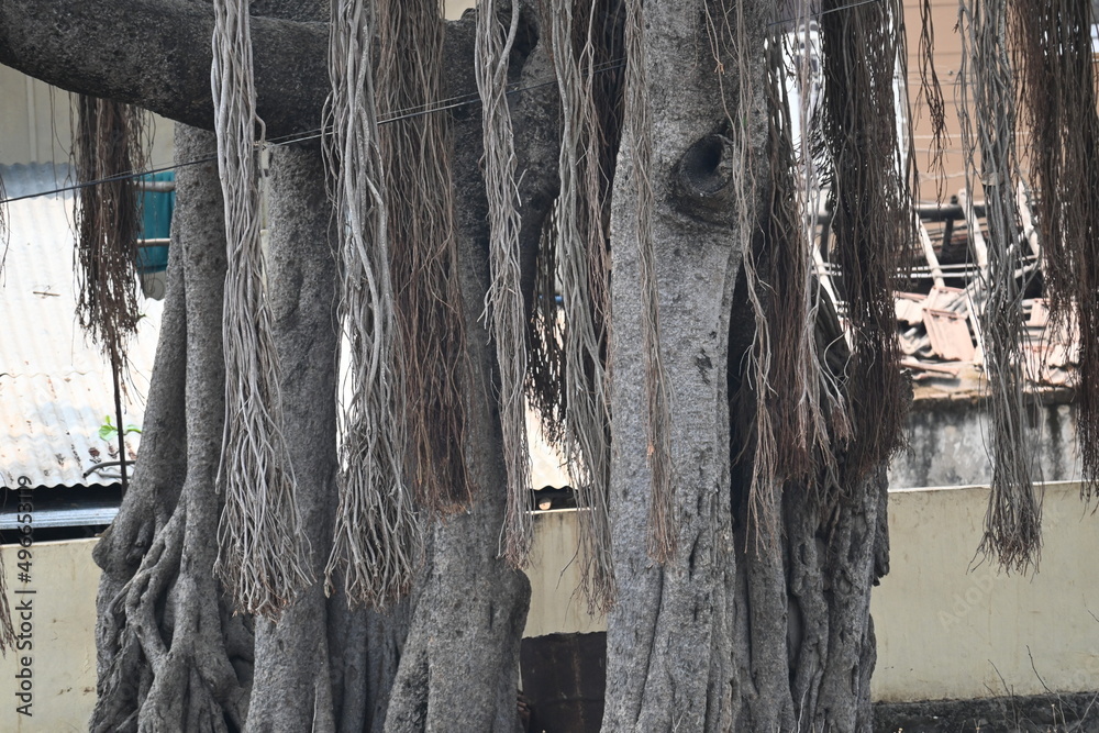 close up of banyan tree in sangli district in southern Maharashtra ...