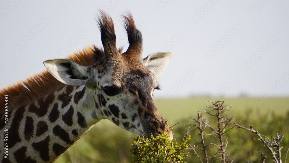 The tuft of hair on the horns of a baby giraffe Stock Photo | Adobe Stock