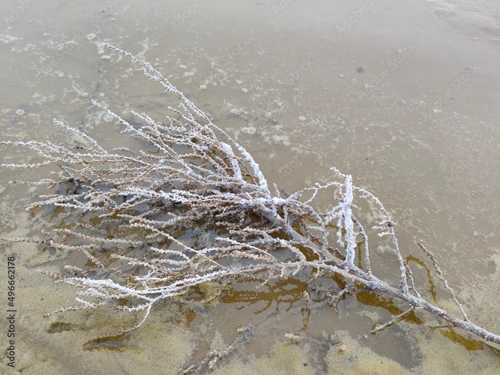 Foto de Branch of a tree with salt crystals on the shore of a salt lake ...