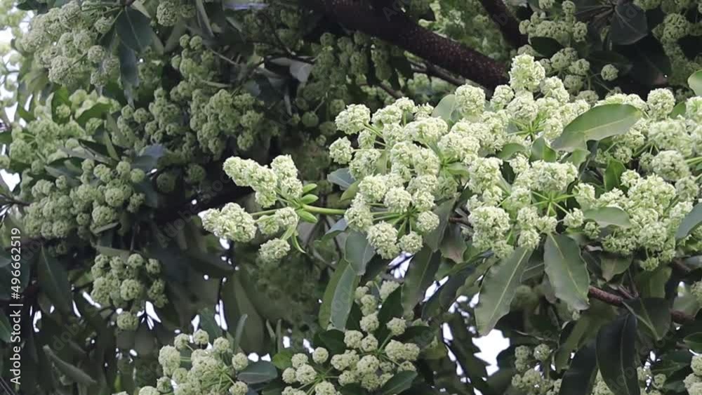 Flowers in full bloom of Alstonia scholaris, commonly called blackboard ...