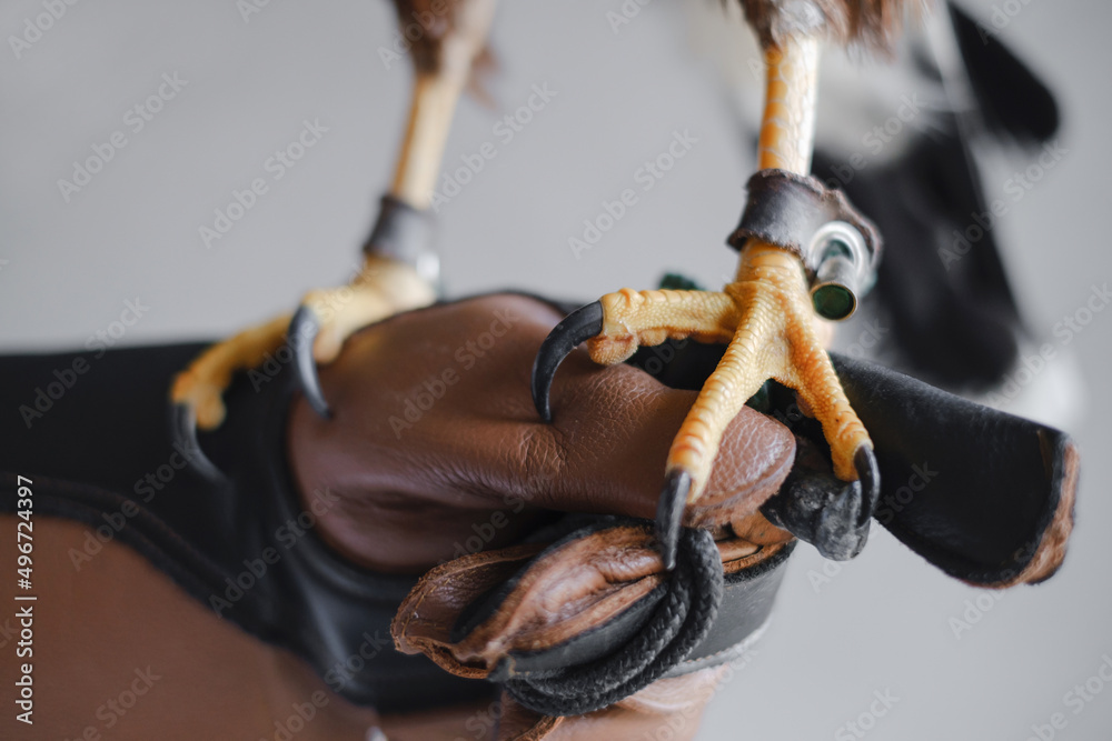 paws and claws of a wild buzzard bird on mittens close up. Eagle bird ...