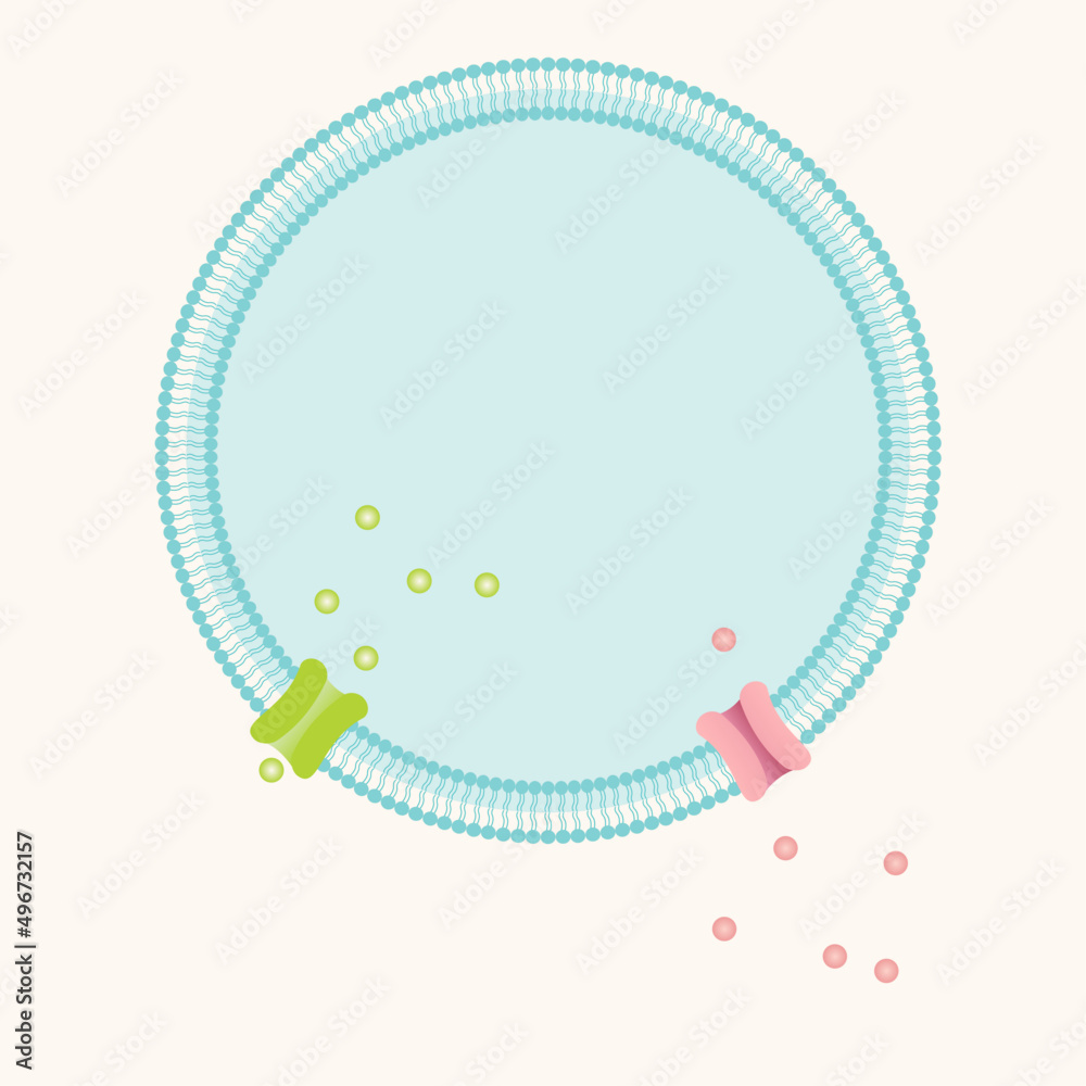 bilayer lipid cell membrane with ion channels template vector ...