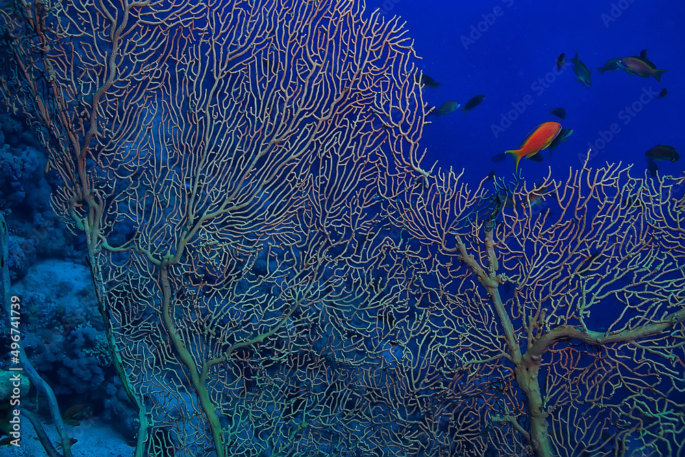 coral reef background, underwater marine life ecosystem ocean sea Stock ...