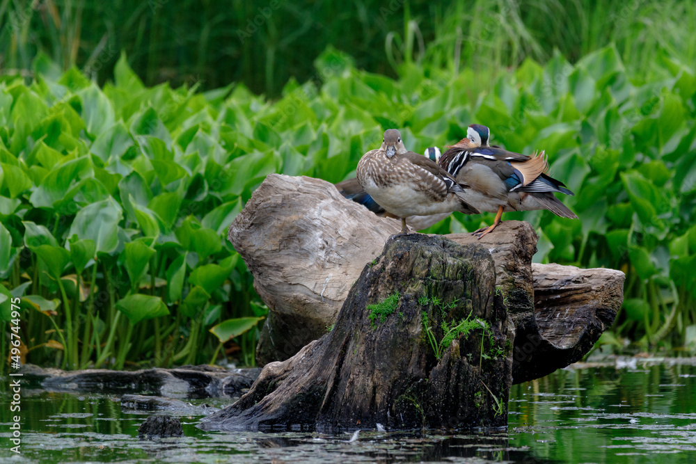 Red Data Book mandarin ducks in the wild. Beautiful bright ducks swim ...