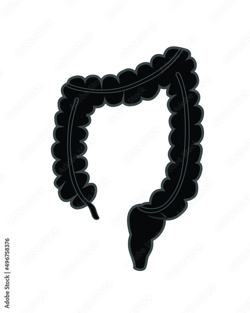 Large Intestine isolated on white. Human digestive system anatomy ...