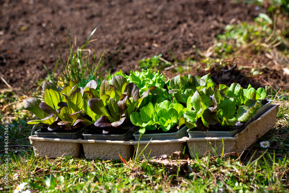 Lettuce seedlings ready to be planted in vegetable garden Stock Photo ...