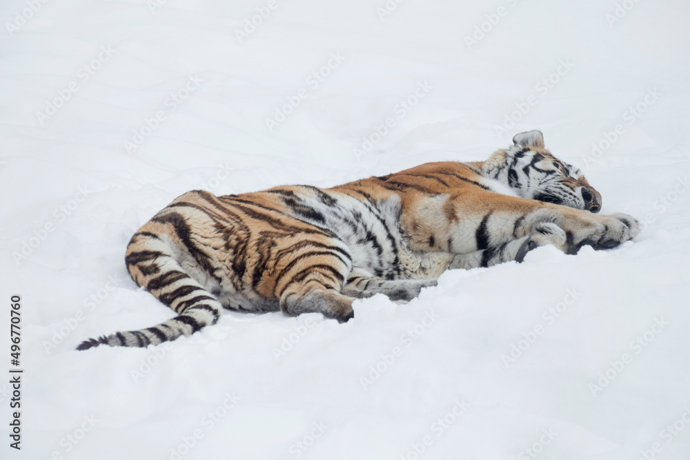 Big siberian tiger is sleeping on a white snow. Amur tiger. Panthera ...