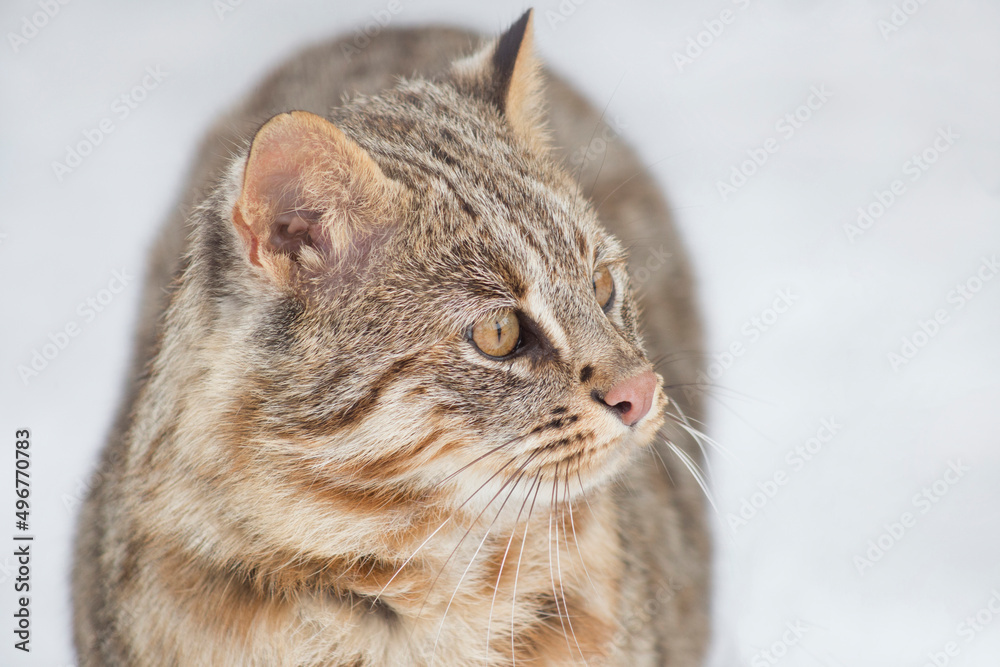 Siberian leopard cat with big yellow eyes is looking away. Amur forest ...