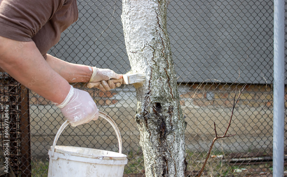Girl whitewashing a tree trunk in a spring garden. Whitewash of spring ...