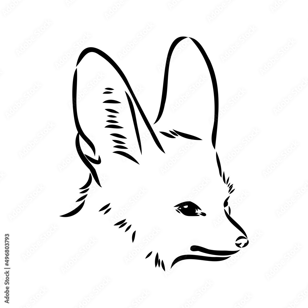 Vector illustration of a young fennec fox walking. fox fenek vector ...