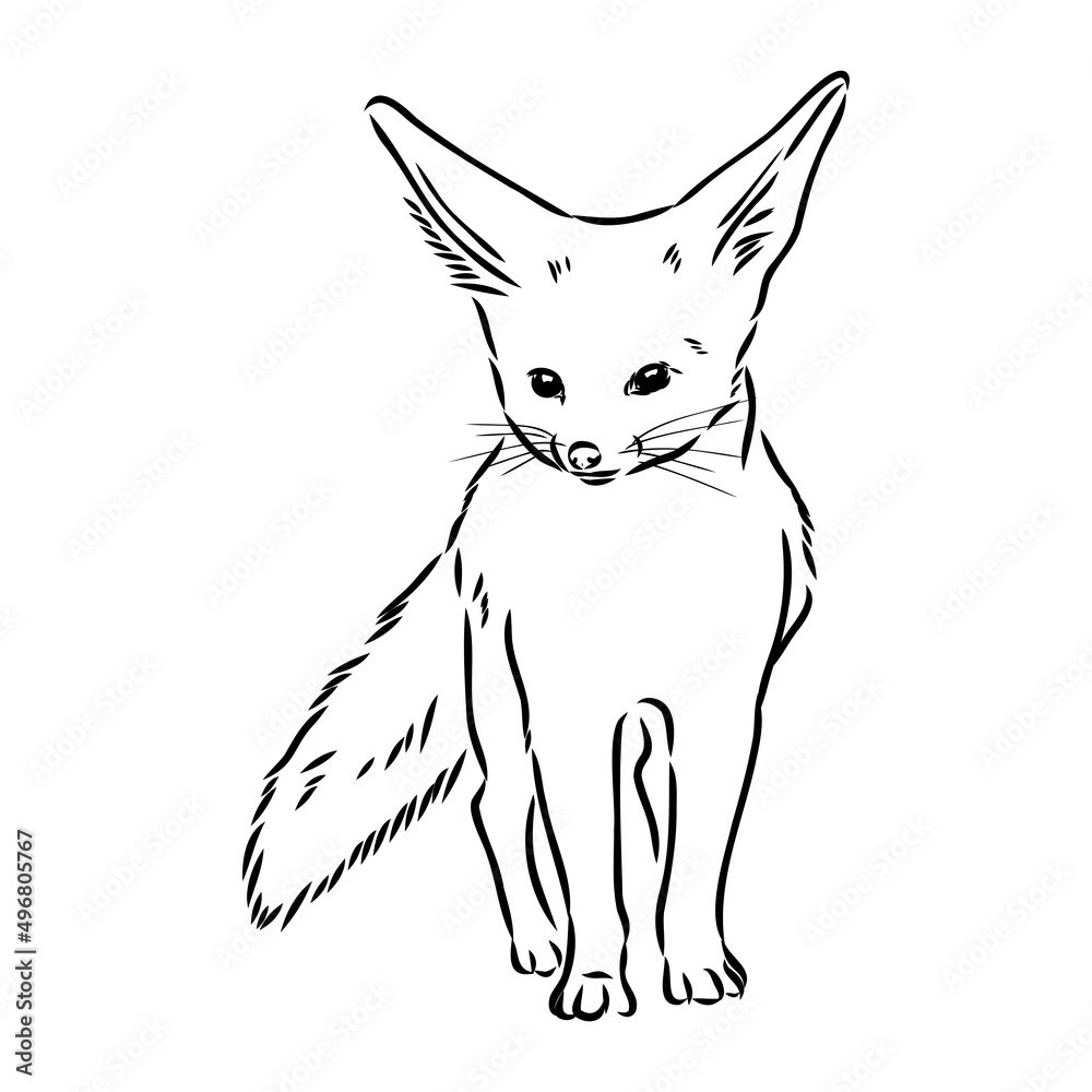 Vector illustration of a young fennec fox walking. fox fenek vector ...
