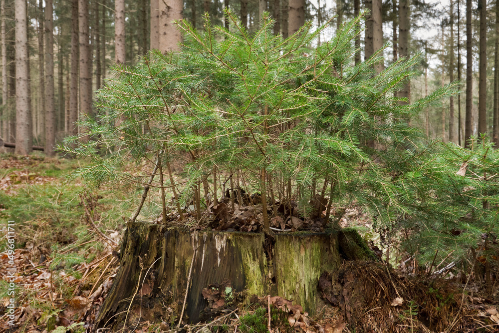 Circle of life: young pine trees growing on the rotting stem of a dead ...