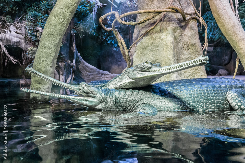 Two gharials (Gavialis gangeticus), also known as the gavial crocodiles ...