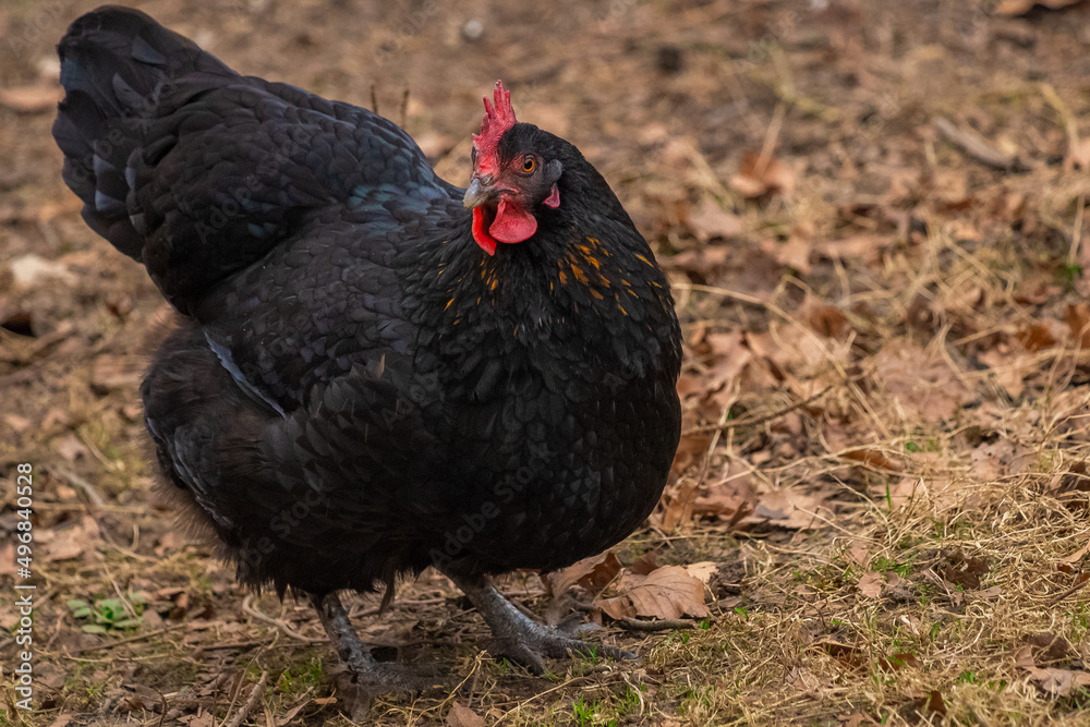 Beautiful australorp chicken standing on the garden ground during ...
