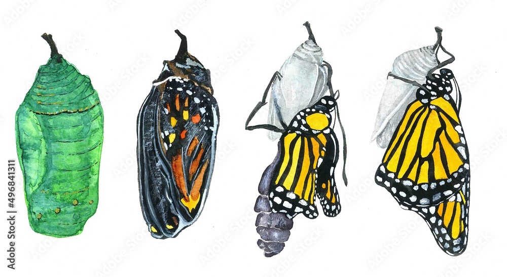 watercolor illustration of The Monarch Butterfly Life Cycle. Hand-drawn ...