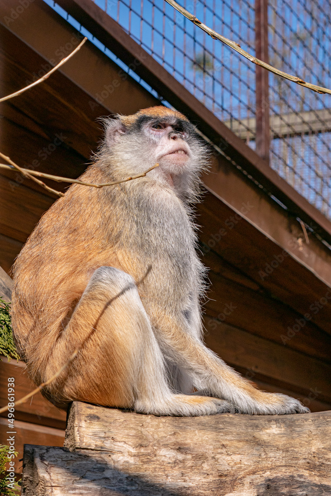 Common patas monkey (Erythrocebus patas) in the zoo Stock Photo | Adobe ...