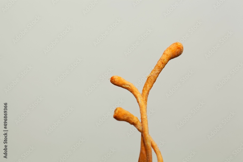 Macro photo of a caterpillar fungi, Ophiocordyceps sinensis Stock Photo ...