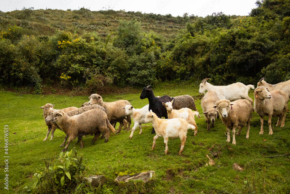 Pequeño rebaño de cabras y ovejas pastando en la hierba verde en el ...