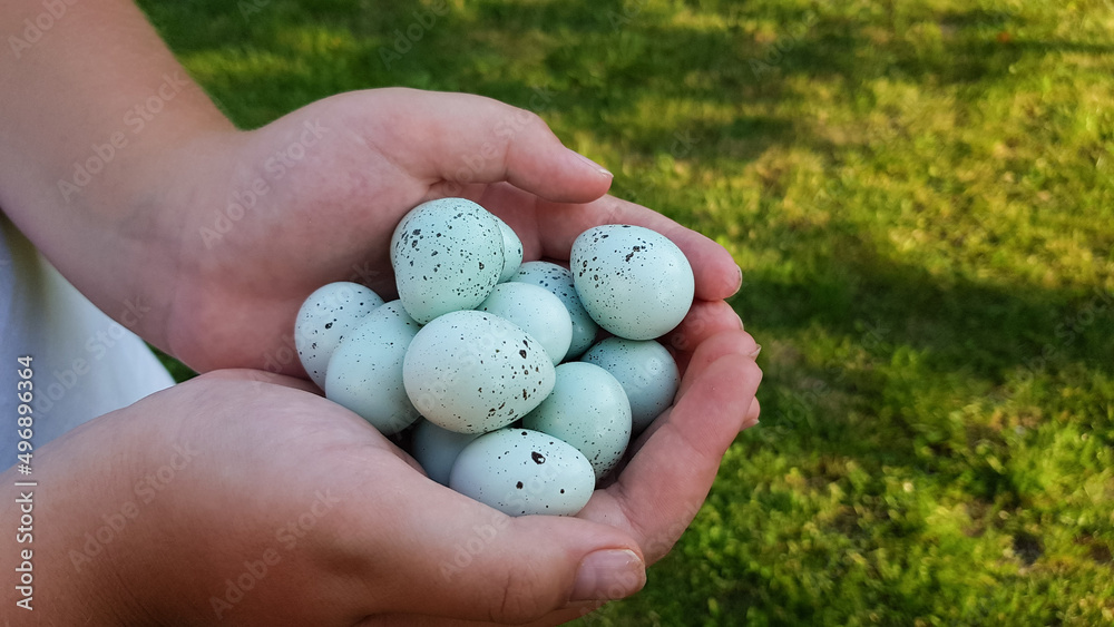 blue eggs in the hands of a farmer. The Celadon quail is a special ...