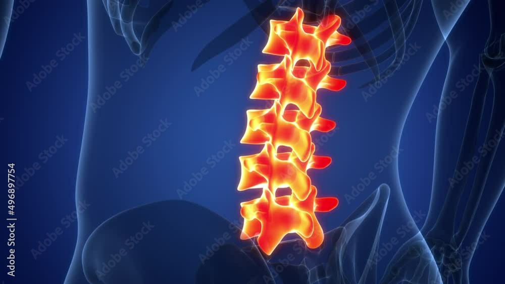 Spinal Cord Vertebral Column Lumbar Vertebrae of Human Skeleton System ...