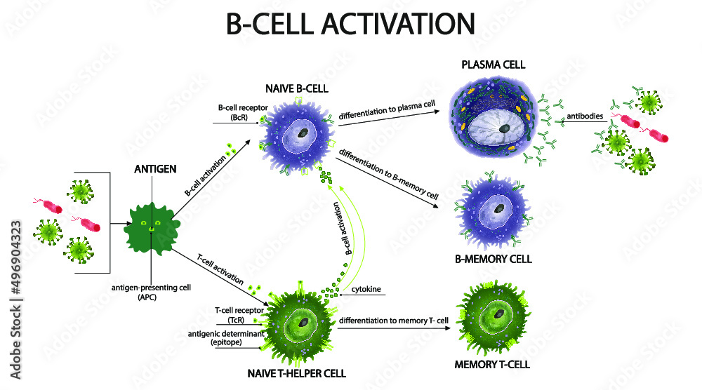 Activation and Regulation of B-Cell Responses by Invariant Natural ...