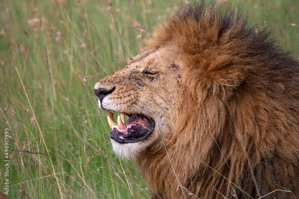 Male lion in the grass exhibits the Flehmen response after sniffing or ...