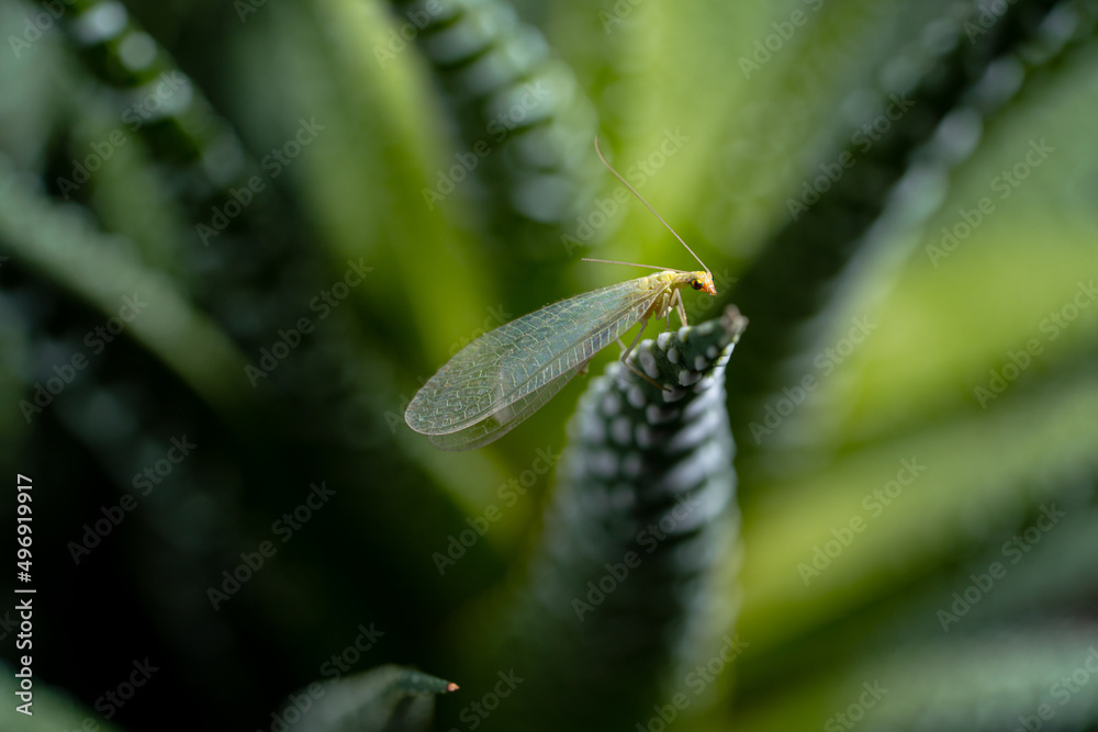 Winged insect lacewing sits on branch of green succulent. Beauty in ...
