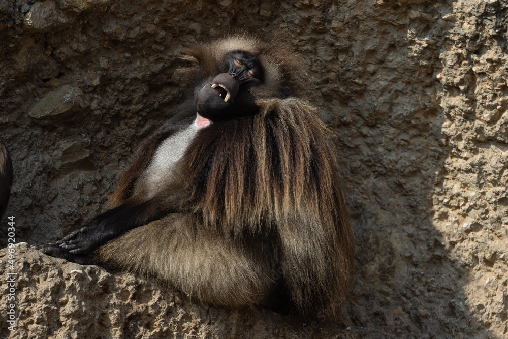 A group of monkeys looking at each other and stealing each other. They ...